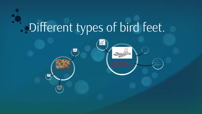 Different types of bird feet. by Joshua Burns on Prezi