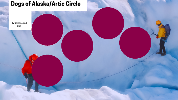 Dogs of Alaska/Artic Circle by Caroline Aragon on Prezi