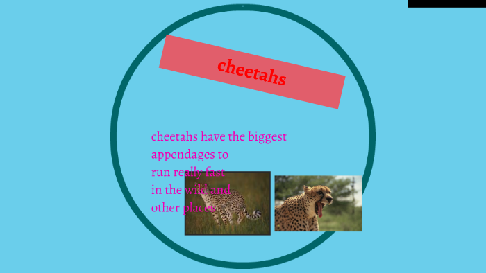 cheetahs by michael montoni on Prezi