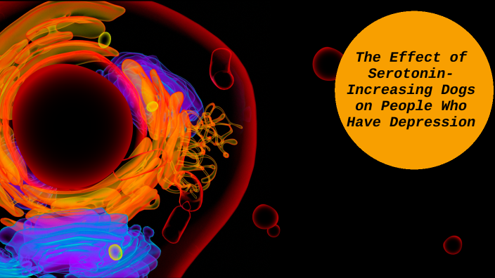 The Effect of Serotonin-Increasing Dogs on People Who Have Depression ...