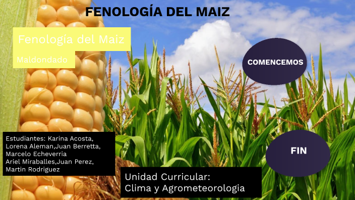 Fenología del Maiz by Juan Perez on Prezi