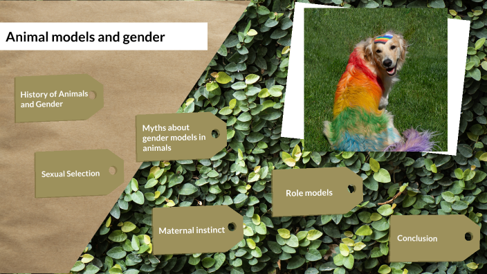 Animal models and gender. by Madeline Kay Bartel on Prezi