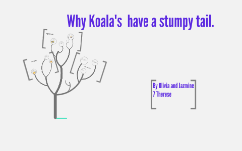 Why Koala has a stumpy tail. by Jazmine Cassar on Prezi
