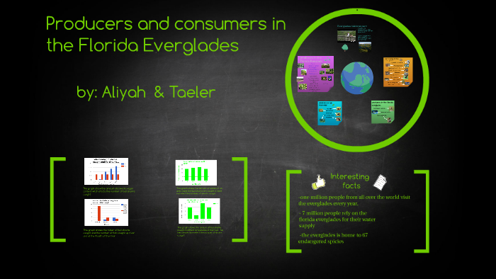 Producers and consumers in the florida everglades by Aliyah Martinez on ...