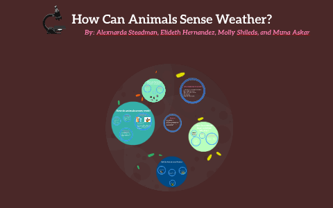 Can animals sense extreme weather? by Muna Askar on Prezi