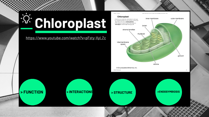 Chloroplast. by Challen McCoy on Prezi