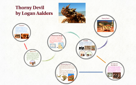 Thorny Devil by Thorny Devil on Prezi