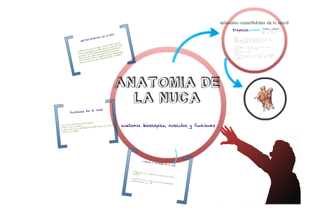 -ANATOMIA BIOSCOPICA DORSO Y NUCA by ANDRES BARCO ALVAREZ on Prezi