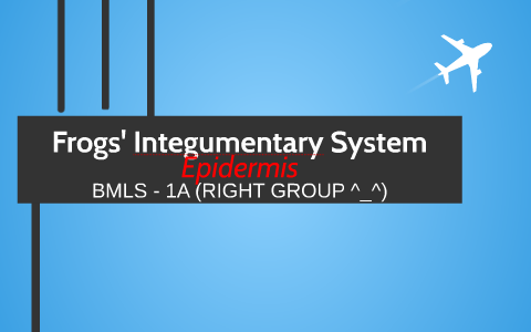 Frogs' Integumentary System by misanthro psycho on Prezi