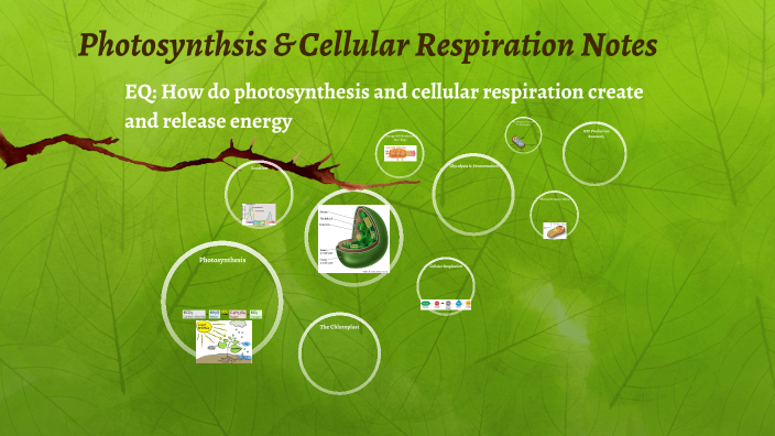 Photosynthesis & Cellular Respiration Notes by Samantha Gould on Prezi