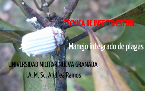 Tecnica de insecto esteril by Alejandro Caballero on Prezi