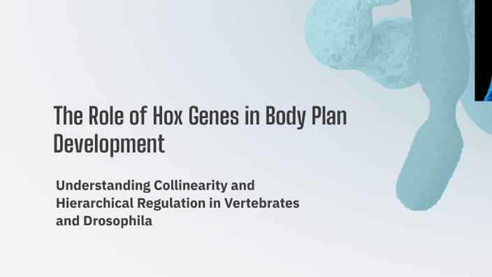 The Role of Hox Genes in Body Plan Development by 琪 安 on Prezi