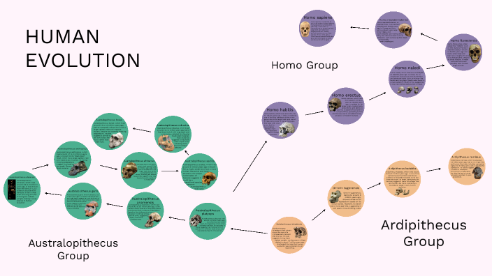 HUMAN EVOLUTION PROJECT - CORDELIA DURAND by Cordelia Durand on Prezi