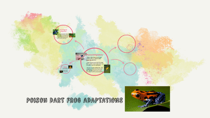 Poison Dart Frog Adaptations By Abigail Tarin On Prezi