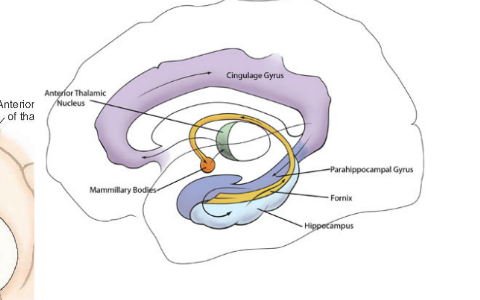 Memory and Papez circuit by Ann Hempel on Prezi