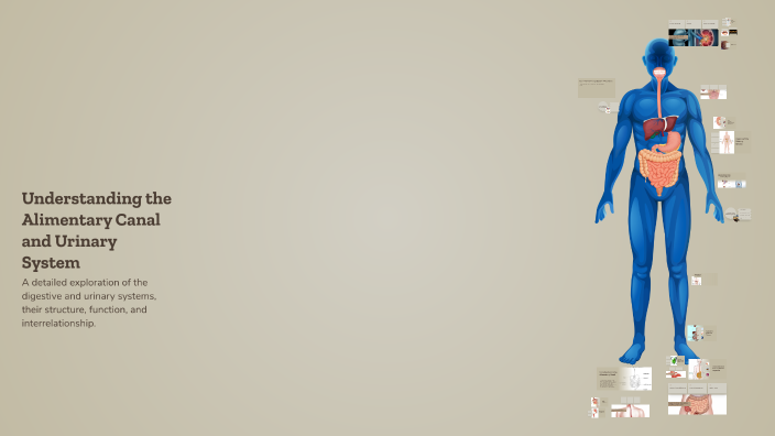 Understanding the Alimentary Canal and Urinary System by epifania ...