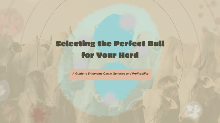Selecting the Perfect Bull for Your Herd by Amairany Hernandez on Prezi