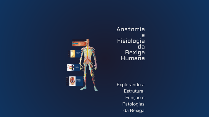 Anatomia e Fisiologia da Bexiga Humana by João Vitor Viana on Prezi