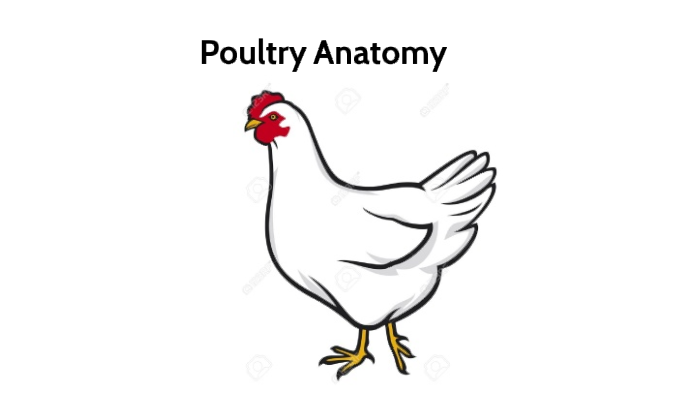 Poultry Anatomy by Mary Wimbish on Prezi