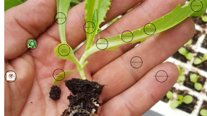 Tuza de Maíz by silvana garzon on Prezi