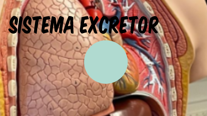 Sistema Excretor by CIELO DAYAN GONZALEZ VASQUEZ on Prezi