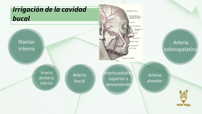 Irrigación de la cavidad bucal by Johanna Carrizales on Prezi