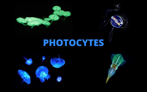 Photocytes by Matthew Coghill on Prezi