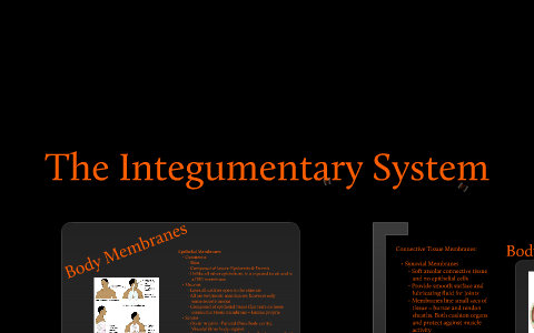 EHAP Chapter 4 Integument System by Jacqueline Karle on Prezi