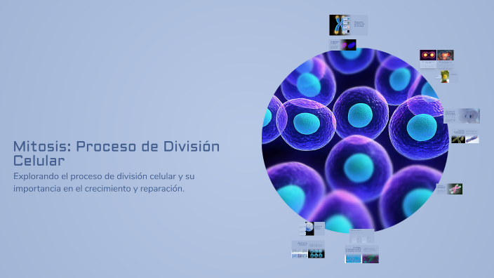 Mitosis: Proceso de División Celular by Daira Ubaldo on Prezi