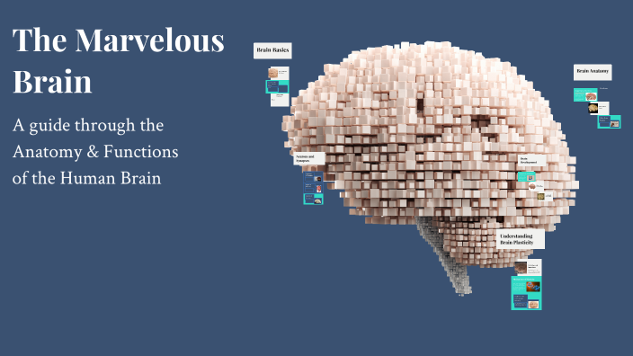 The Marvelous Brain by Alexis Taylor on Prezi