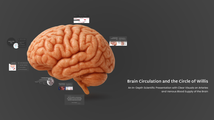 Brain Circulation and the Circle of Willis by Ra q on Prezi
