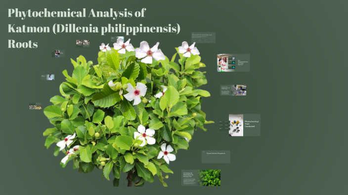 Phytochemical Analysis of Katmon (Dillenia philippinensis) Roots by ...