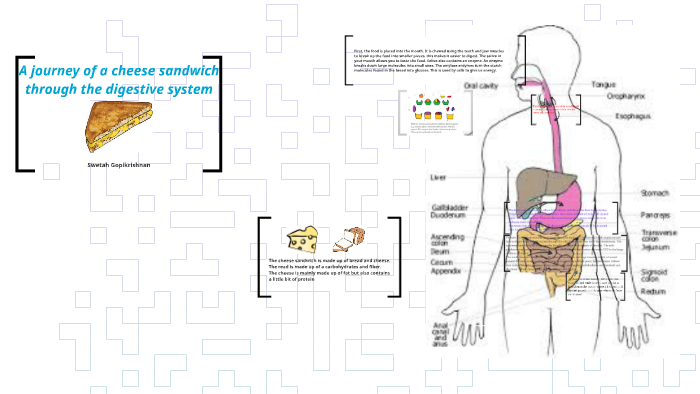 A JOURNEY OF A CHEESE SANDWICH THROUGH THE DIGESTIVE SYSTEM by swetah ...