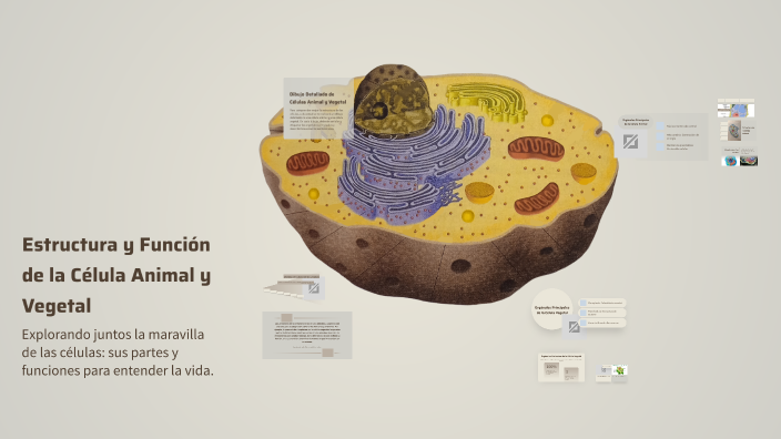 Estructura y Función de la Célula Animal y Vegetal by Luis Uyaguari on ...