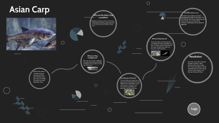 Asian Carp by Kai Lindsay on Prezi