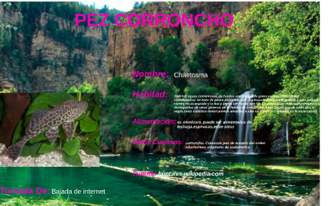 PEZ CORRONCHO by Luiisa Aguiirre on Prezi