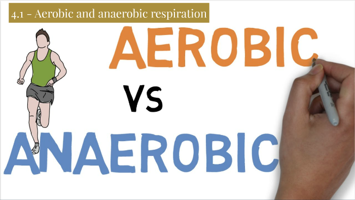 4.1 - Aerobic and Anaerobic Respiration by Daniel Menchini on Prezi