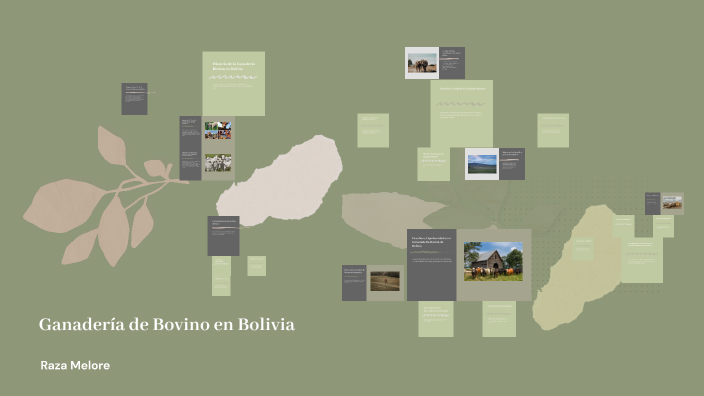 Ganadería de Bovino en Bolivia by JHON JAIRO ROSADO UYUNI on Prezi