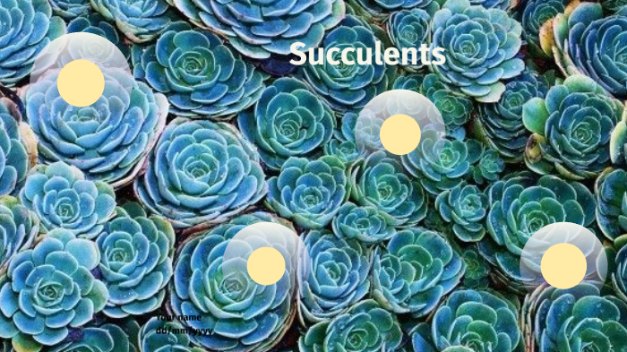 Succulents by Amanda Baylie on Prezi
