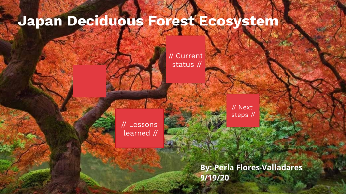Japan Temperate Deciduous Forest, ecosystem by Perla Flores-Valladares ...