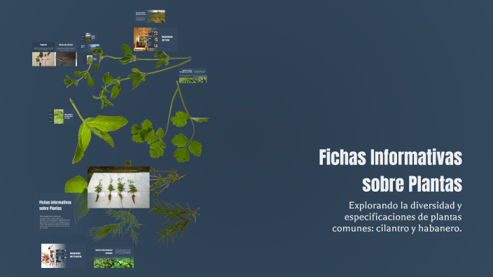 Fichas Informativas sobre Plantas by GAMERCITO PLAYN on Prezi