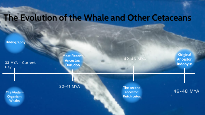 The Evolution of the Whale and Other Cetaceans by Mateo Beauvineau on Prezi