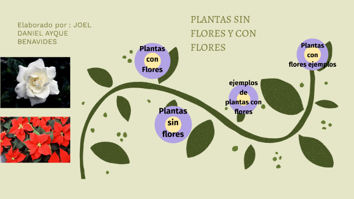 LAS PLANTAS CON FLORES O SIN FLORES by Joel Daniel Ayque Benavides on Prezi