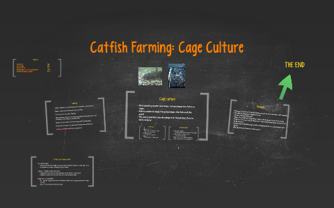 Catfish: Cage Culture by maya azmi on Prezi