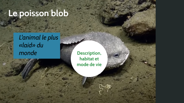 Le Poisson Blob By Youness Es Soufi On Prezi