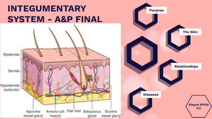Integumentary system project by alayna white on Prezi