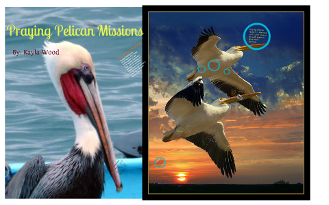 Praying Pelican Missions by Kayla Wood on Prezi