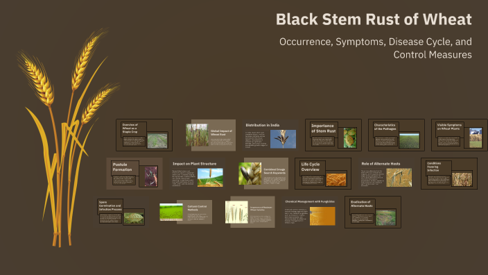 Black stem rust of wheat by Prabhas Prasad on Prezi