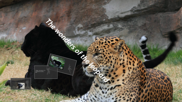 Black panthers are powerful, intelligent, and exotic animals by Tyler ...