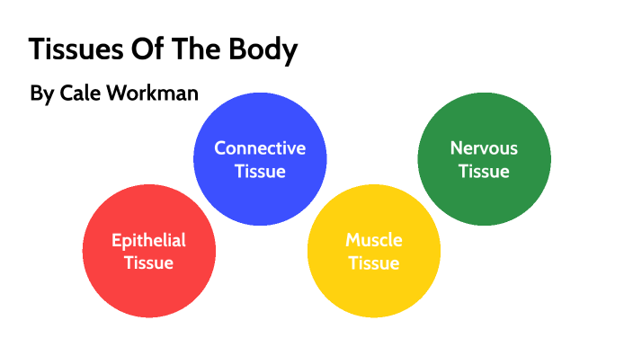 Body Tissue Concept Map By Cale Workman by Cale Workman on Prezi